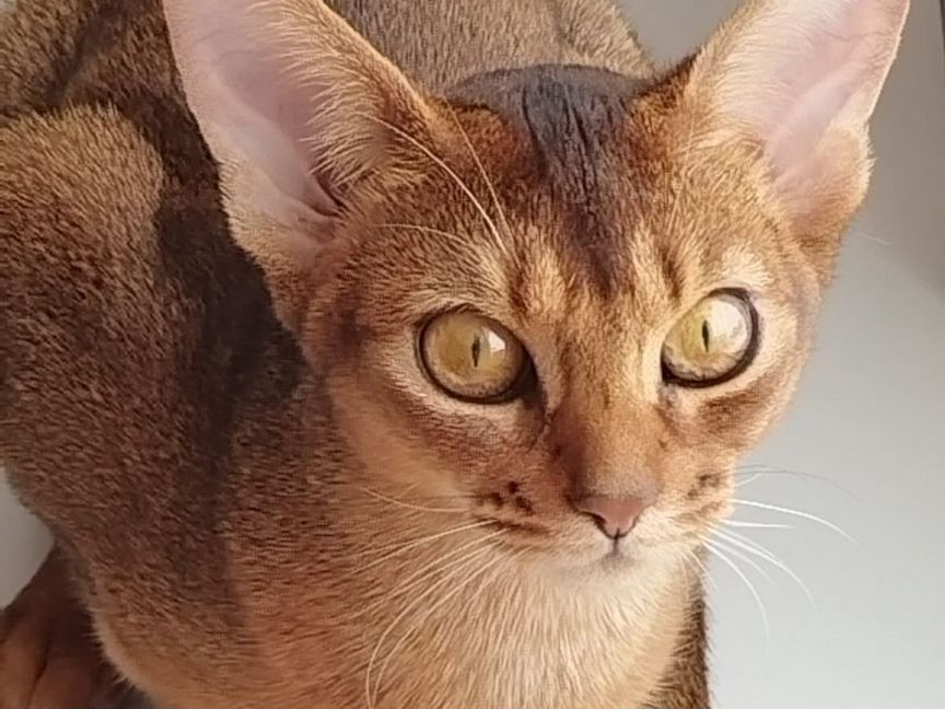 Абиссинские котята девочка
