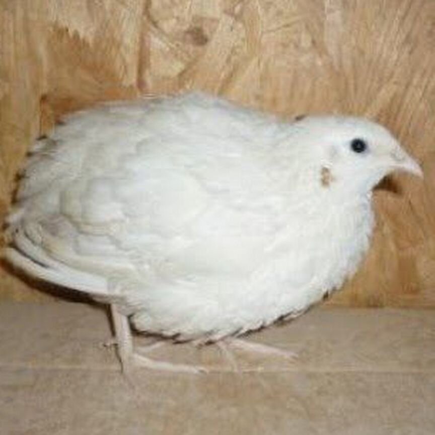 Перепел самец 2 месяца