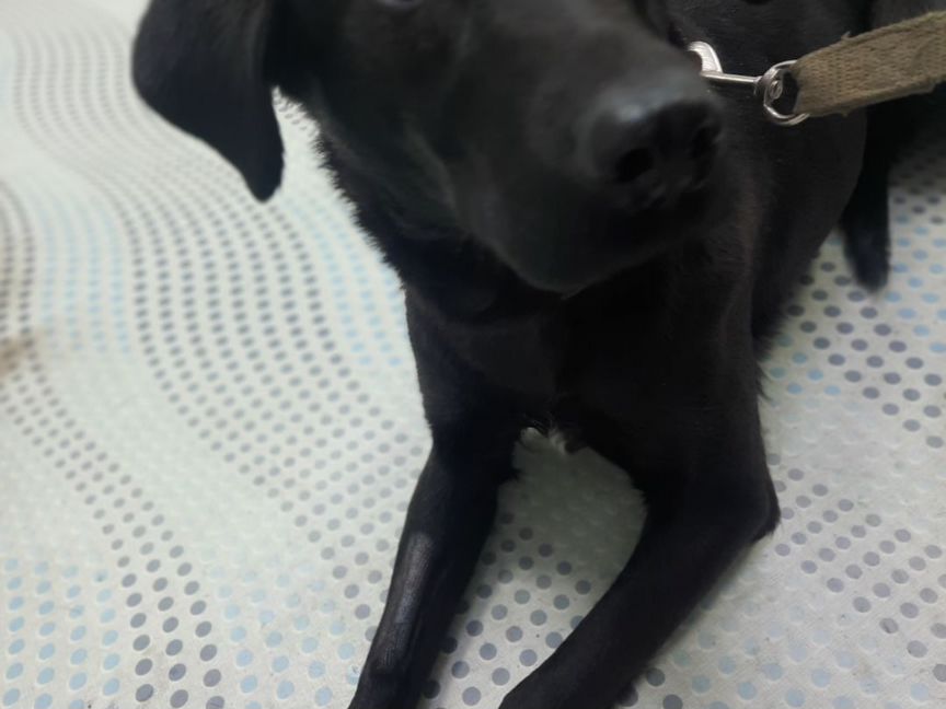 Стерилизованная девочка