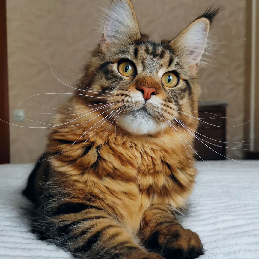 Тигровая красавица мейн-кун