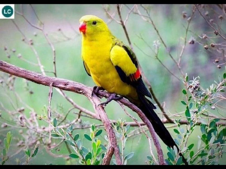 Роскошный горный попугай