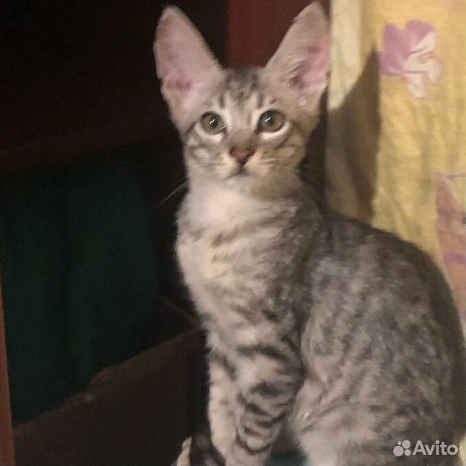 Бенгальская, Саванна котята