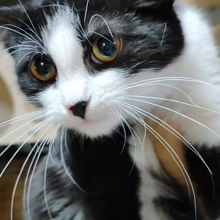 Котёнок-девочка ищет дом