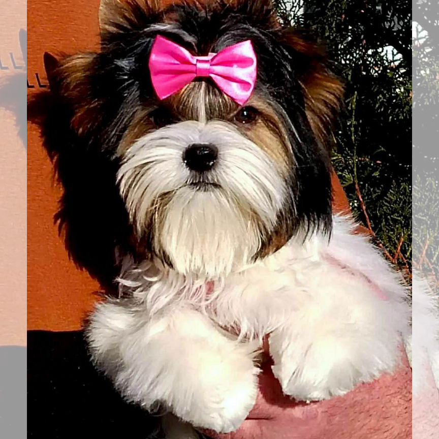 Бивер-йоркширский терьер, щенок