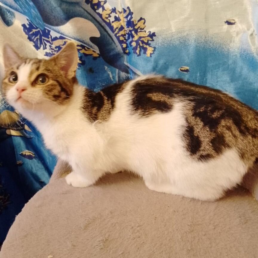 Манчкин котята короткие лапки стандарт