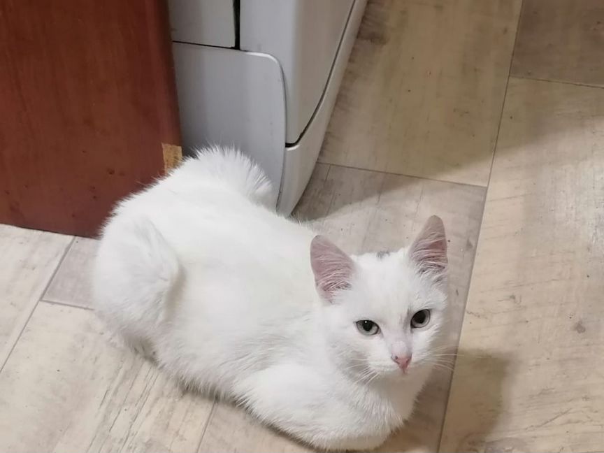 Турецкая ангора