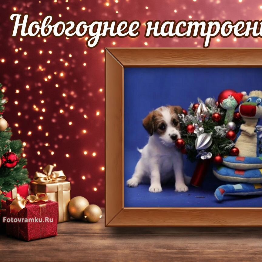 Очень красивая девочка Джек Рассел терьера жестик