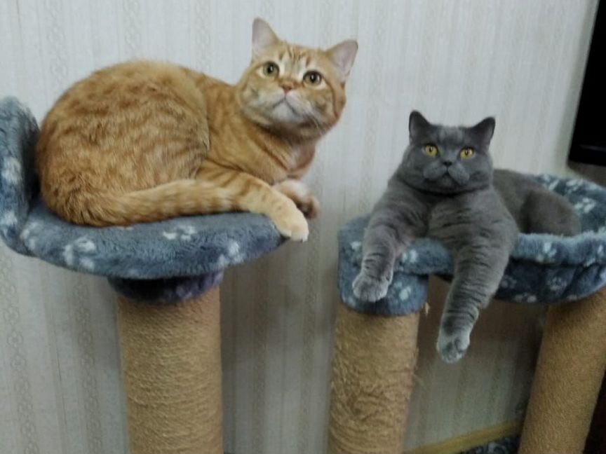 Бесплатно