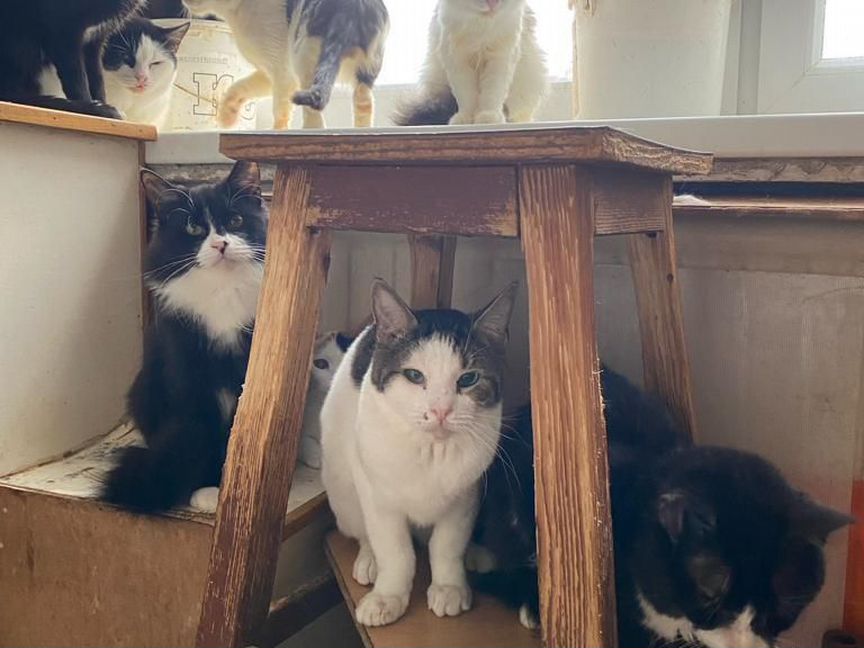 Кошки ищут дом. Кого-то уже усыпили наследники