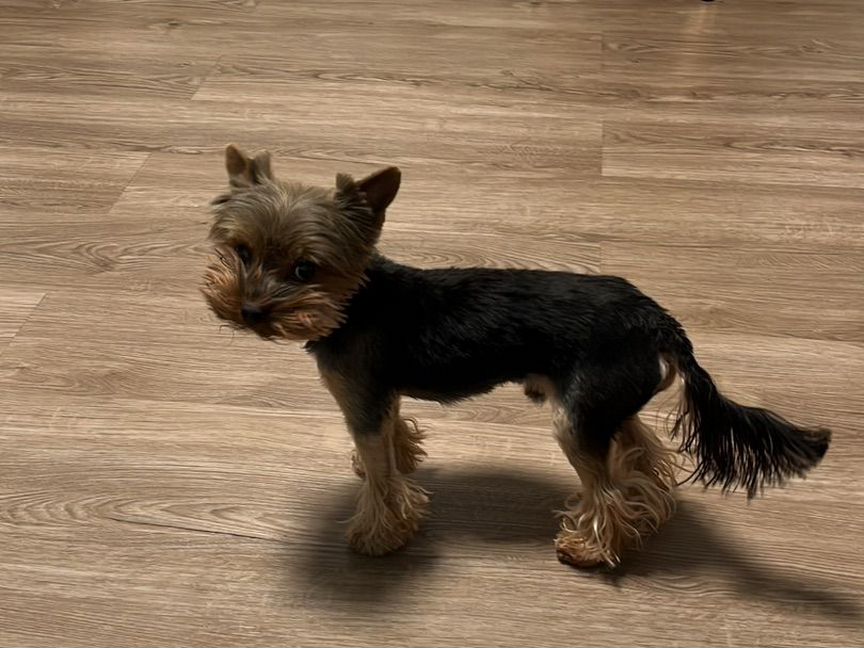 Йоркширский терьер