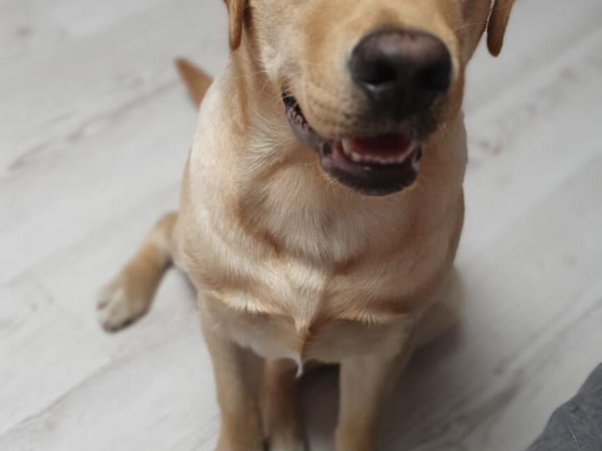 Лабрадорчик ищет дом