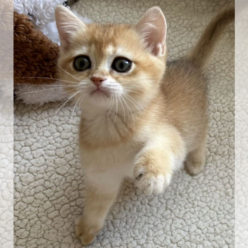 Шотландский вислоухий короткошёрстный котёнок