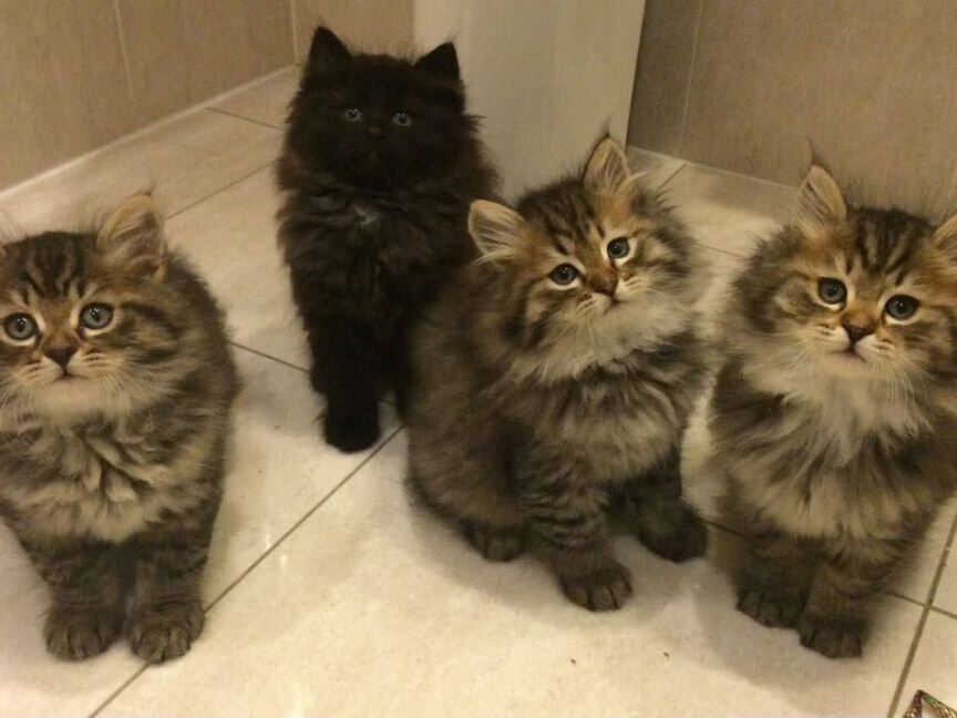 Сибирские котята