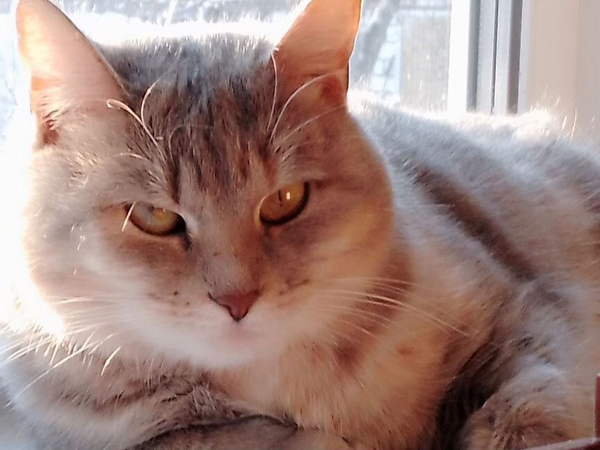 Кошка Яся