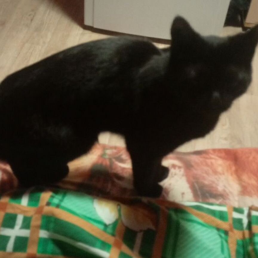 Ориентальный котёнок