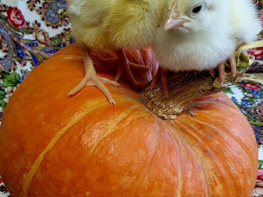 Цыплята бройлеры суточные с доставкой