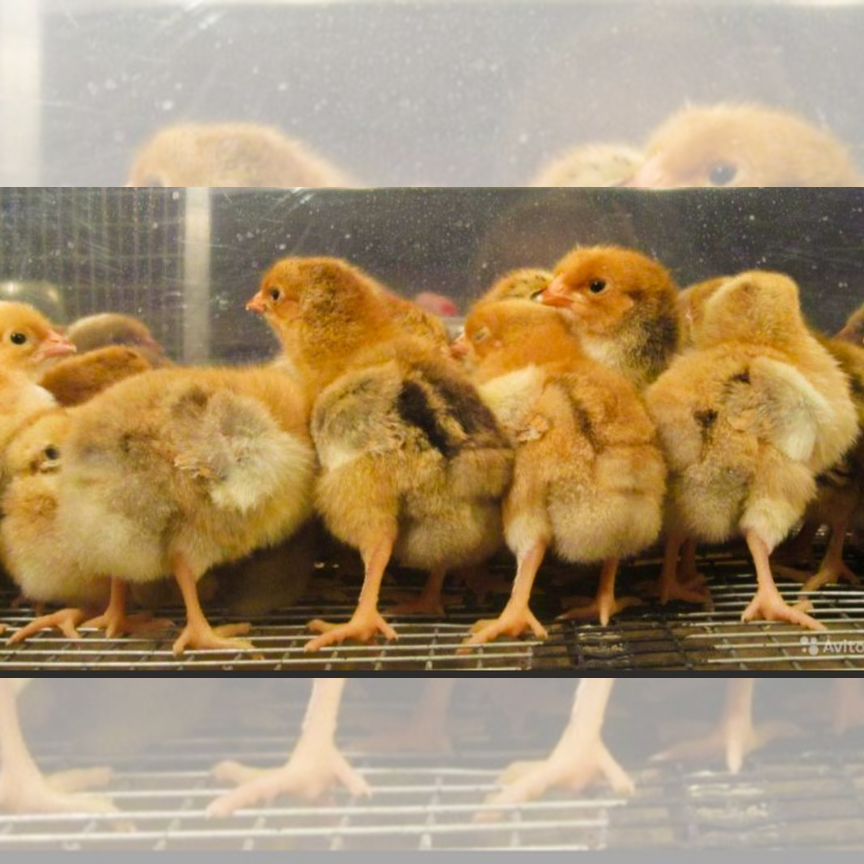 Цыплята Качинской юбилейной