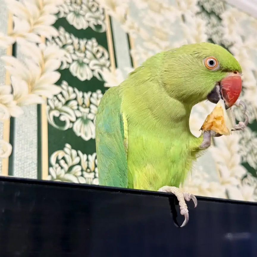 Ожереловый попугай самка