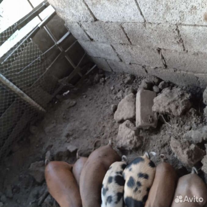 Продаю поросят Ландрас