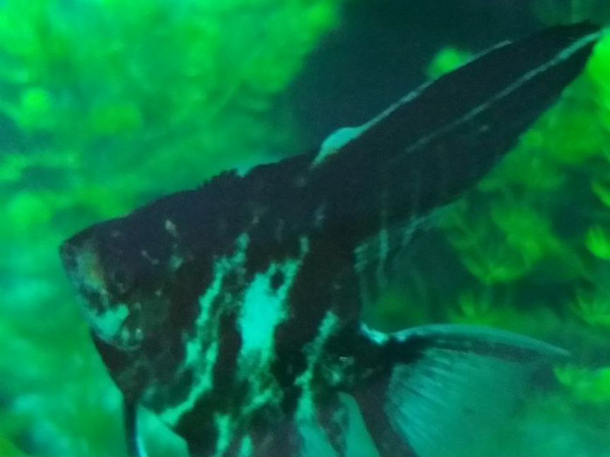 Рыбки скалярии