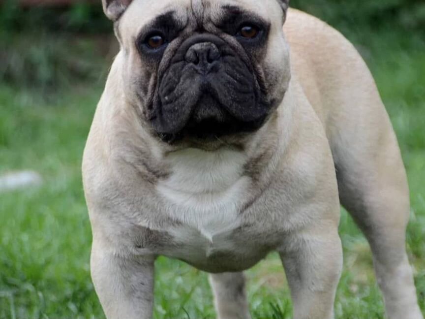 Женихи. Вязка. Французский бульдог