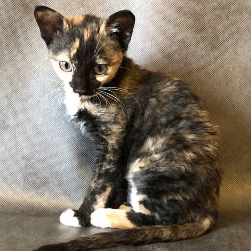 Уральский рекс котёнок