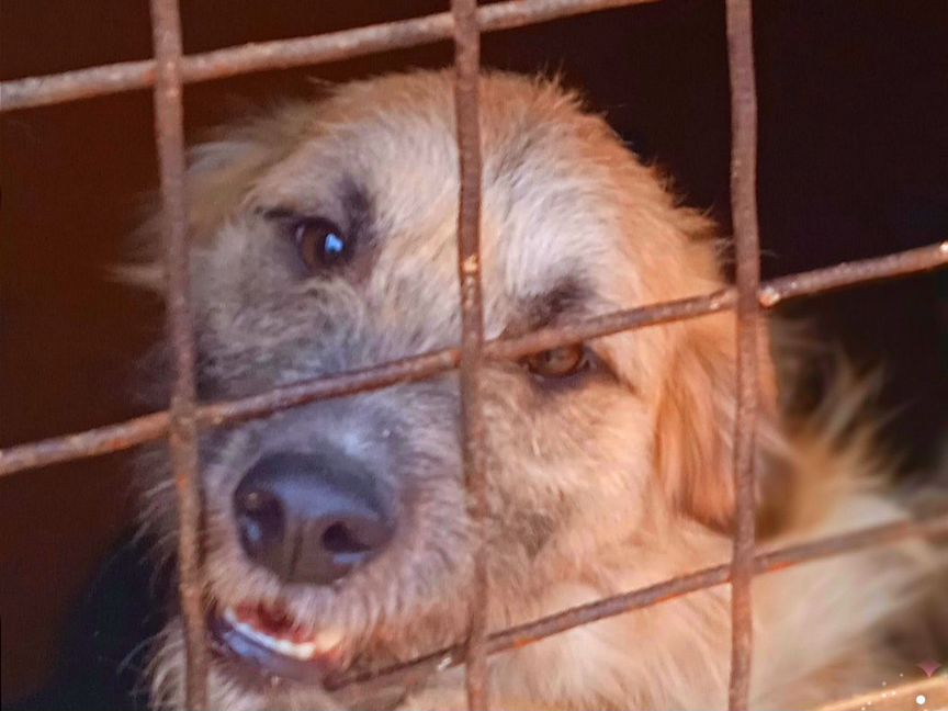 Небольшая Собачка ищет дом