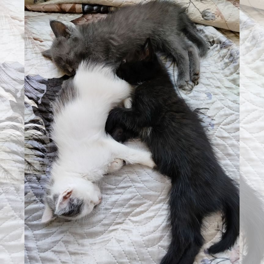 Видам котят в добрые руки