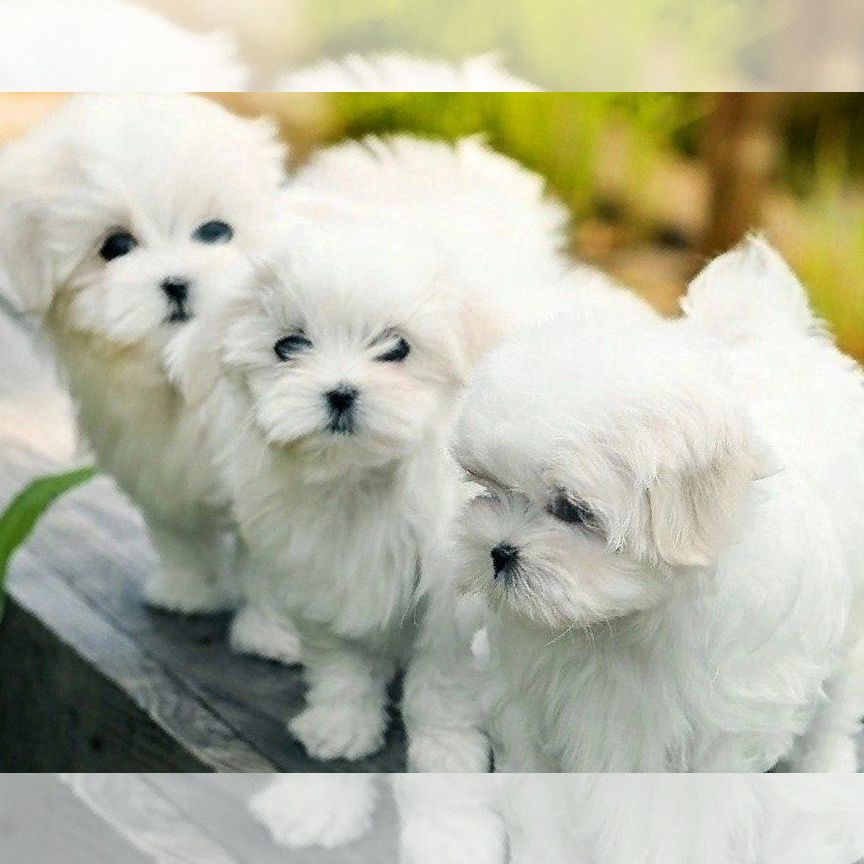 Продаются щенки мальтийской болонки