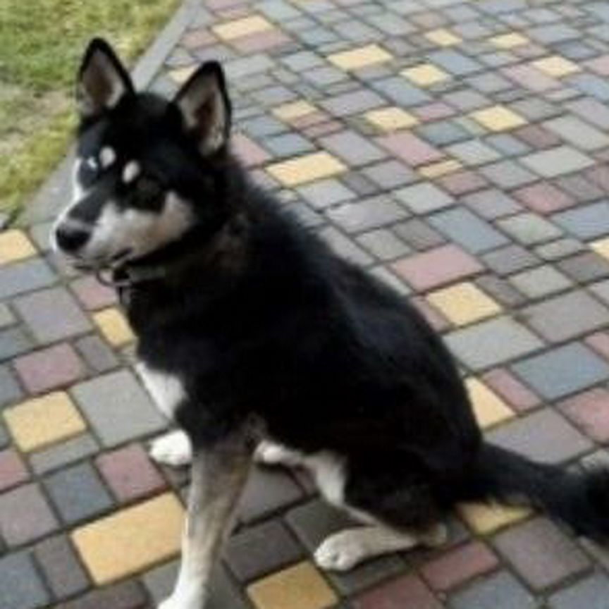 Сибирский хаски, щенок