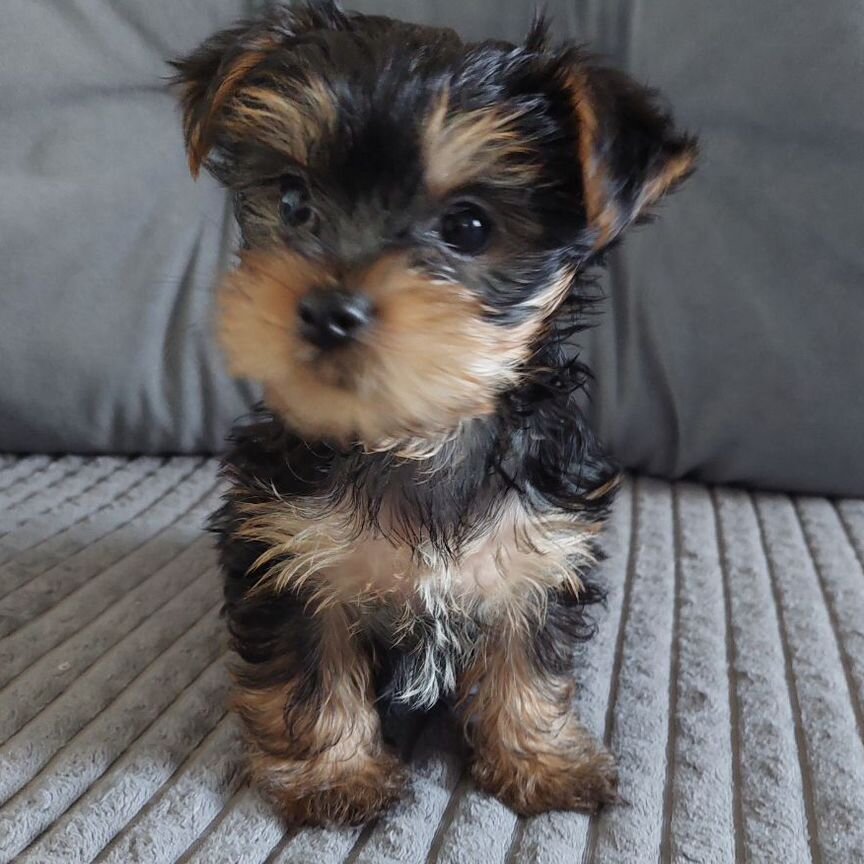 Йоркширский терьер мини