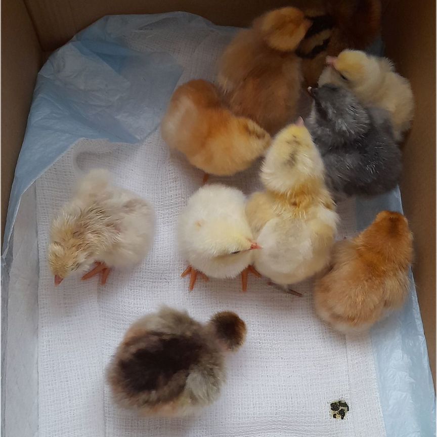 Продам цыплят мясо-яичного направления