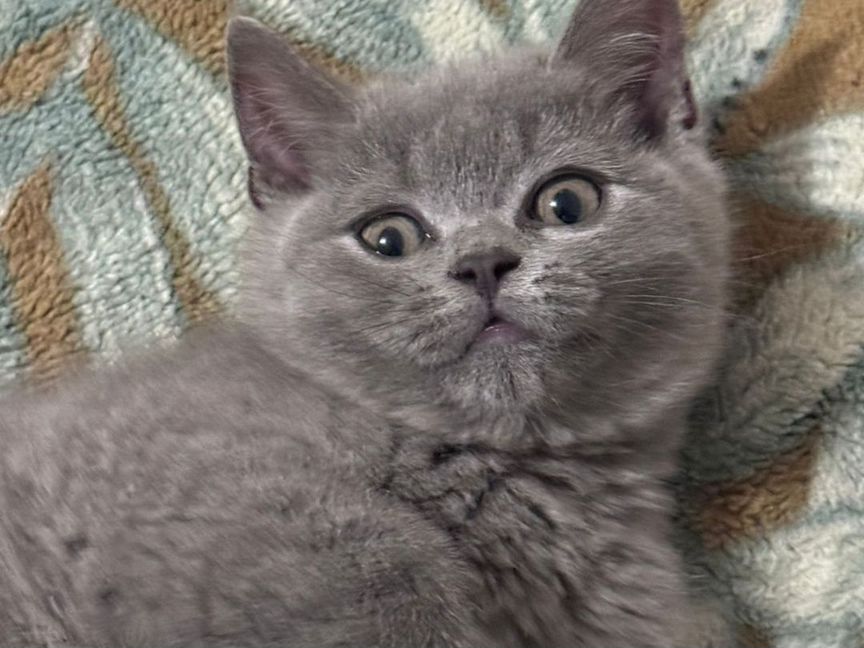 Шотландские прямоухие котята