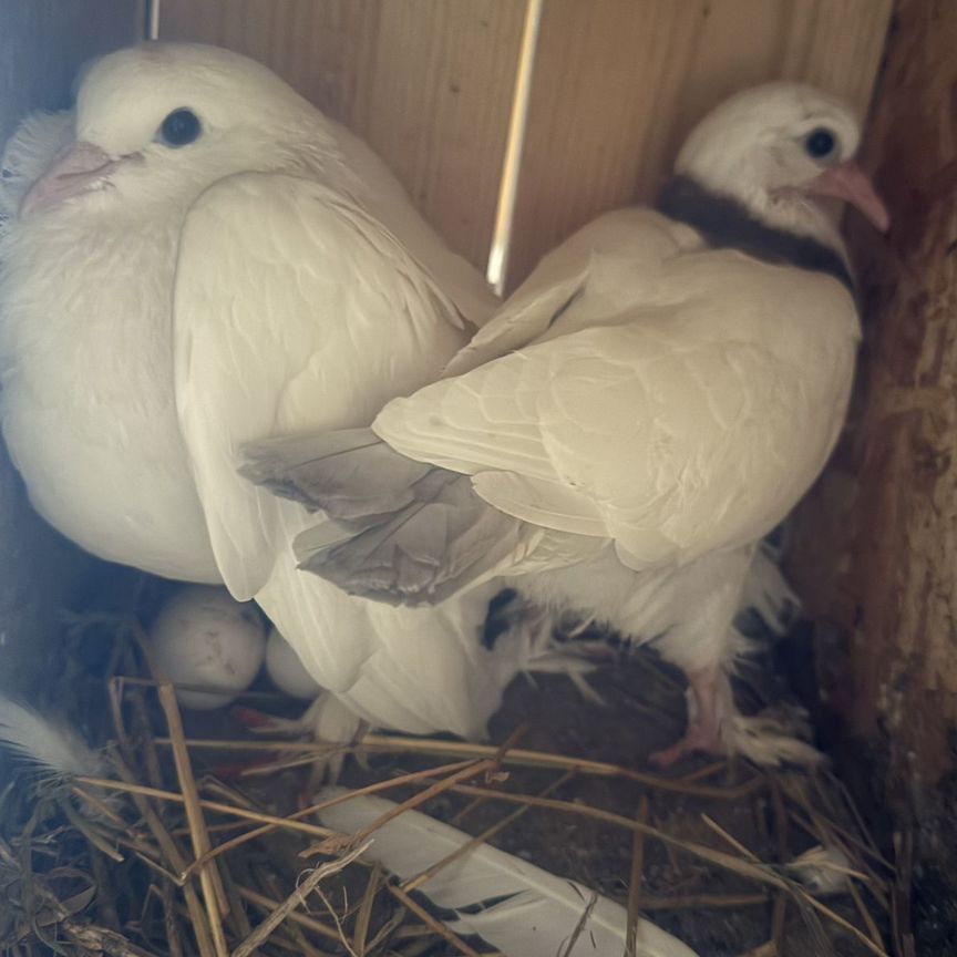 Продажа голубей птенцы