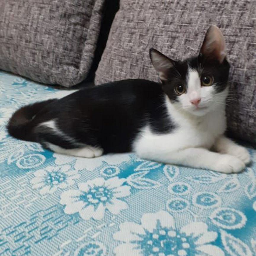 Котёнок Назар
