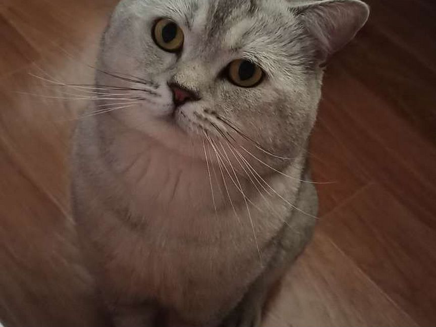 Вязка.Британский кот
