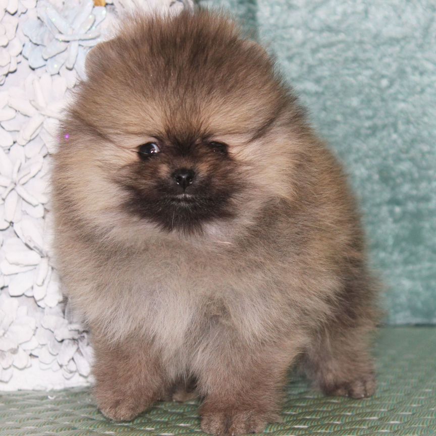 Померанский шпиц, щенок