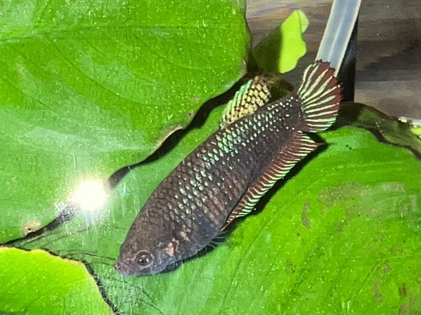 Самка Betta (петушка)