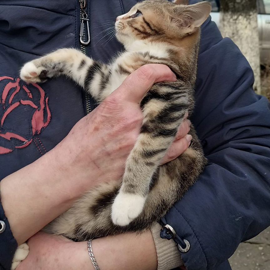 Котёнок в добрые руки