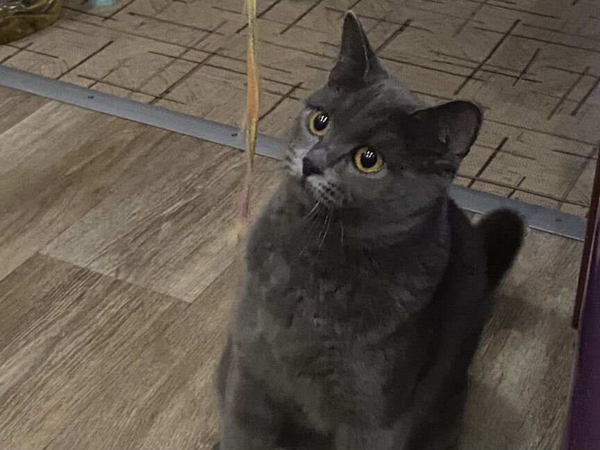 Британская