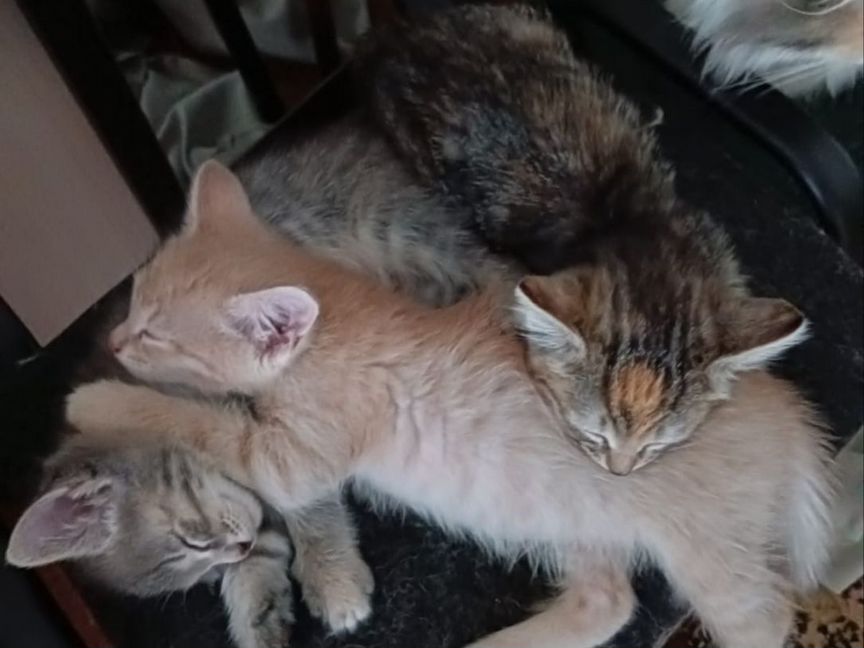 Котята в добрые руки