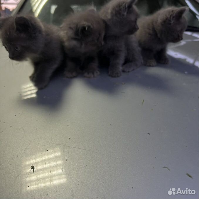 Продаю котят британцев