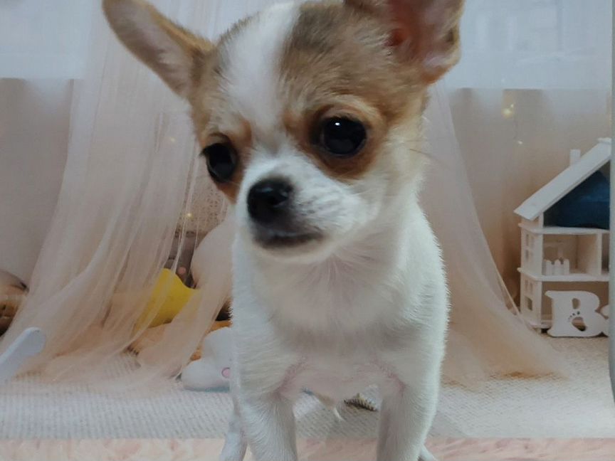 Чихуахуа девочка 5 мес