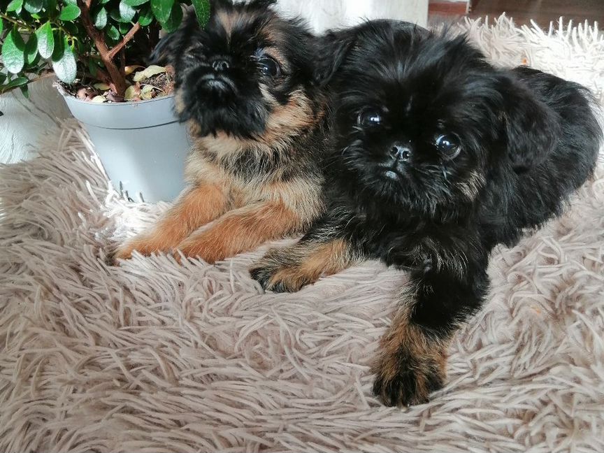 Бельгийский гриффон