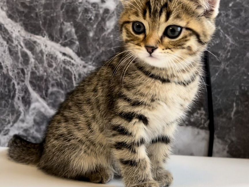 Шотландский вислоухий котенок мрамор мальчик