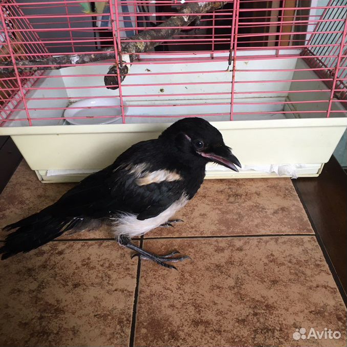 Сорока (слеток )