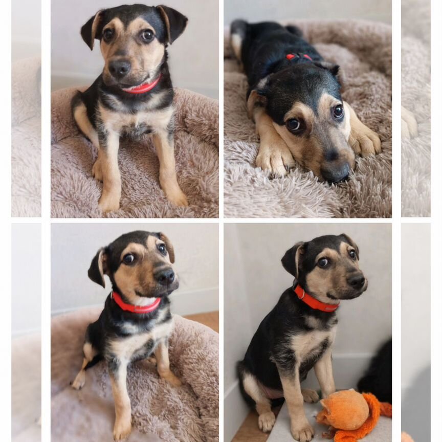 Нашла щенка, нужен дом