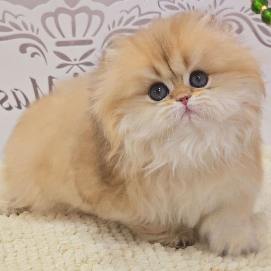 Котята "Золотая шиншилла