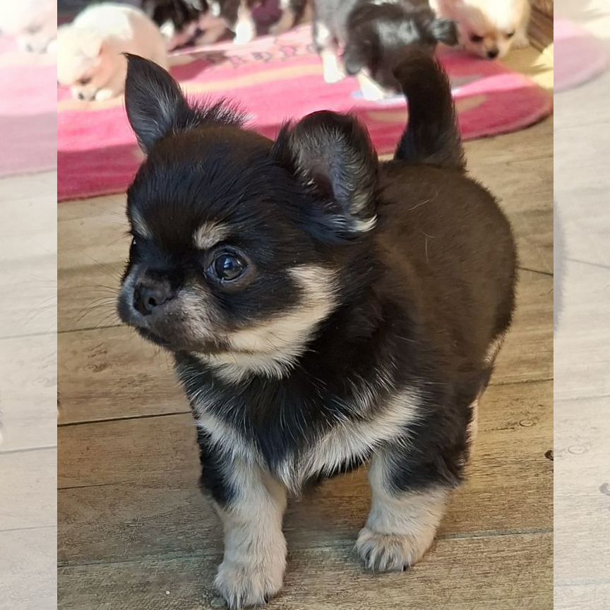 Чихуахуа, щенок