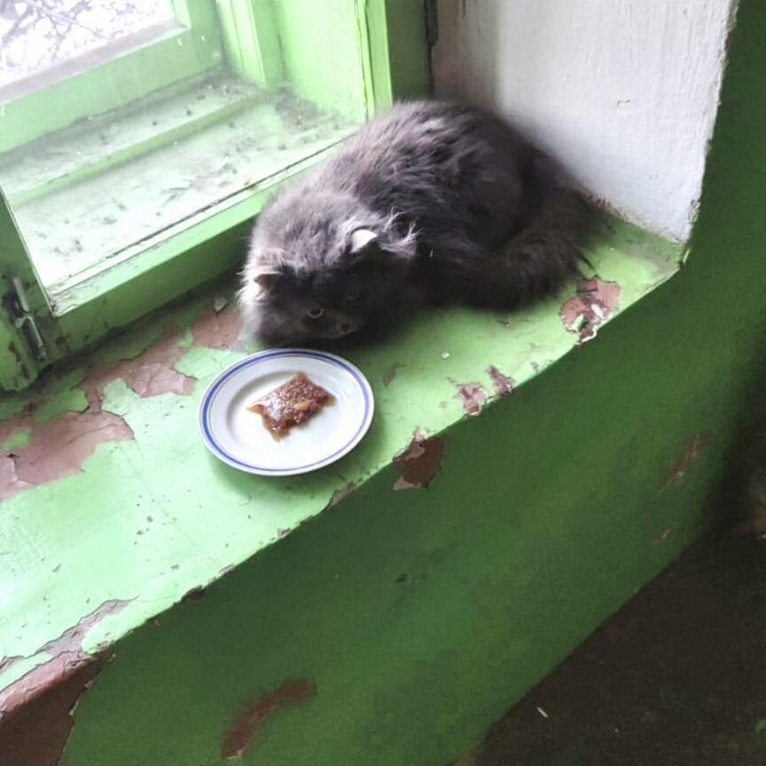 Котик в добрые руки, потеряшка